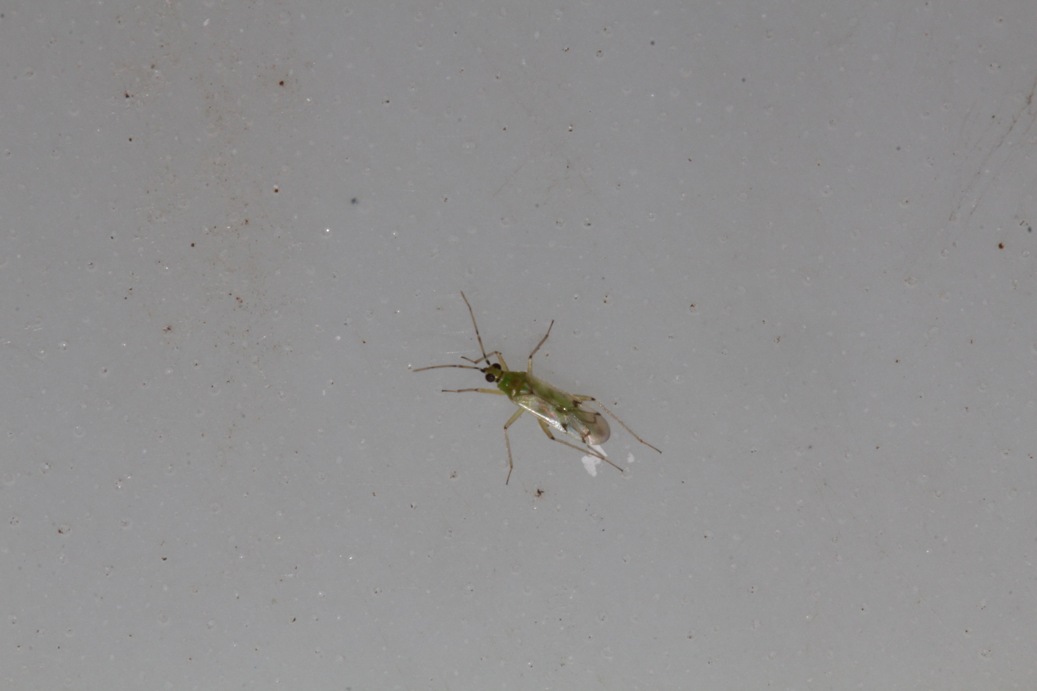 Nesidiocoris tenuis (Reuter, 1895)