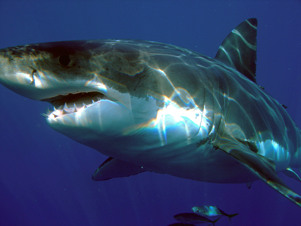 Galean Sharks (Galeomorphi) - Marine Life Identification