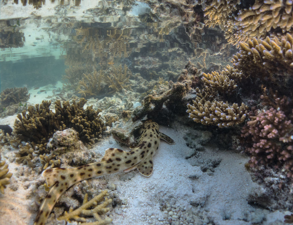 Epaulette Sharks (Hemiscyllium) - Marine Life Identification