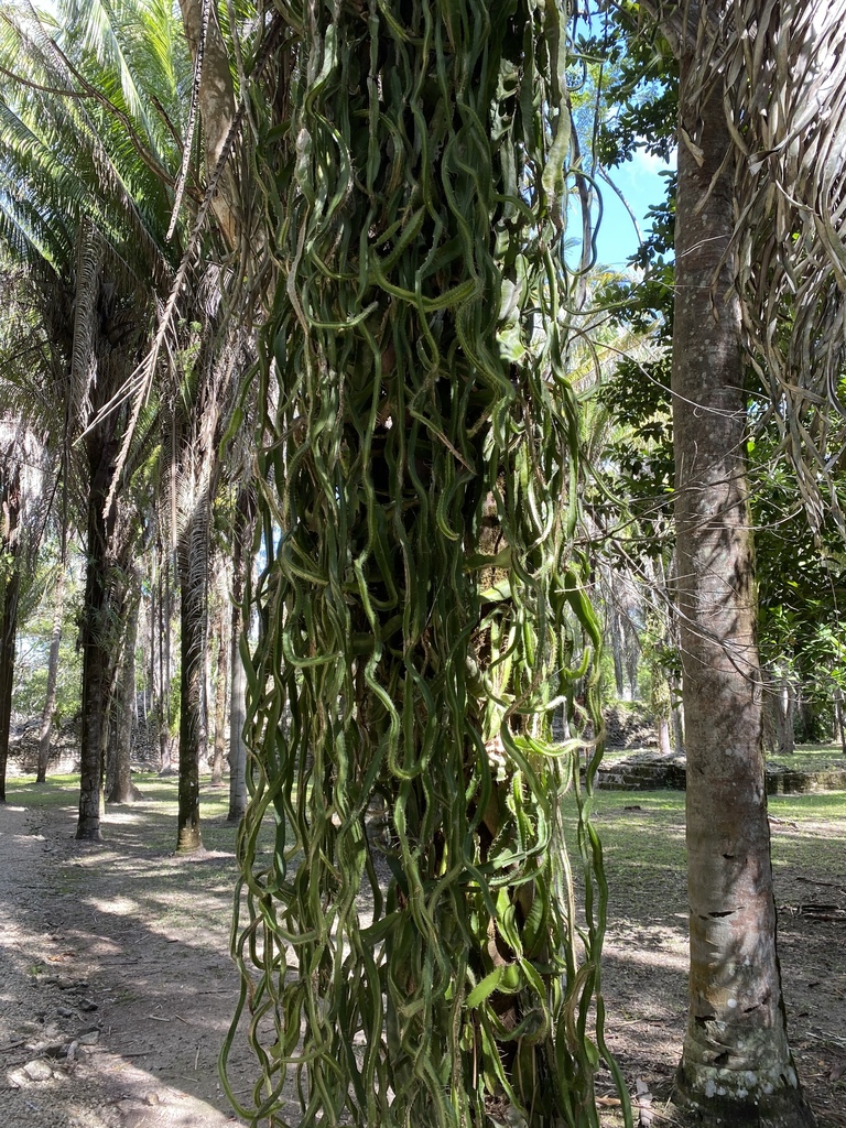 dog-tail cactus from Othón P. Blanco, QROO, MX on December 02, 2019 at ...