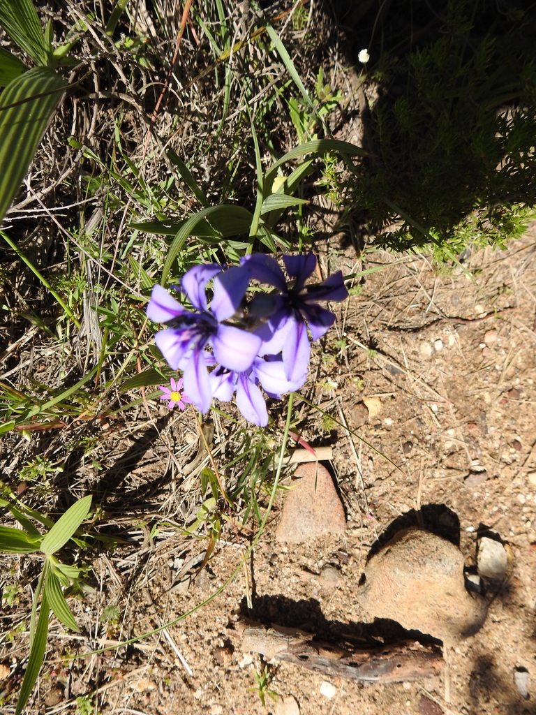 Common Bobbejaantjie from Table Mountain National Park, City of Cape ...