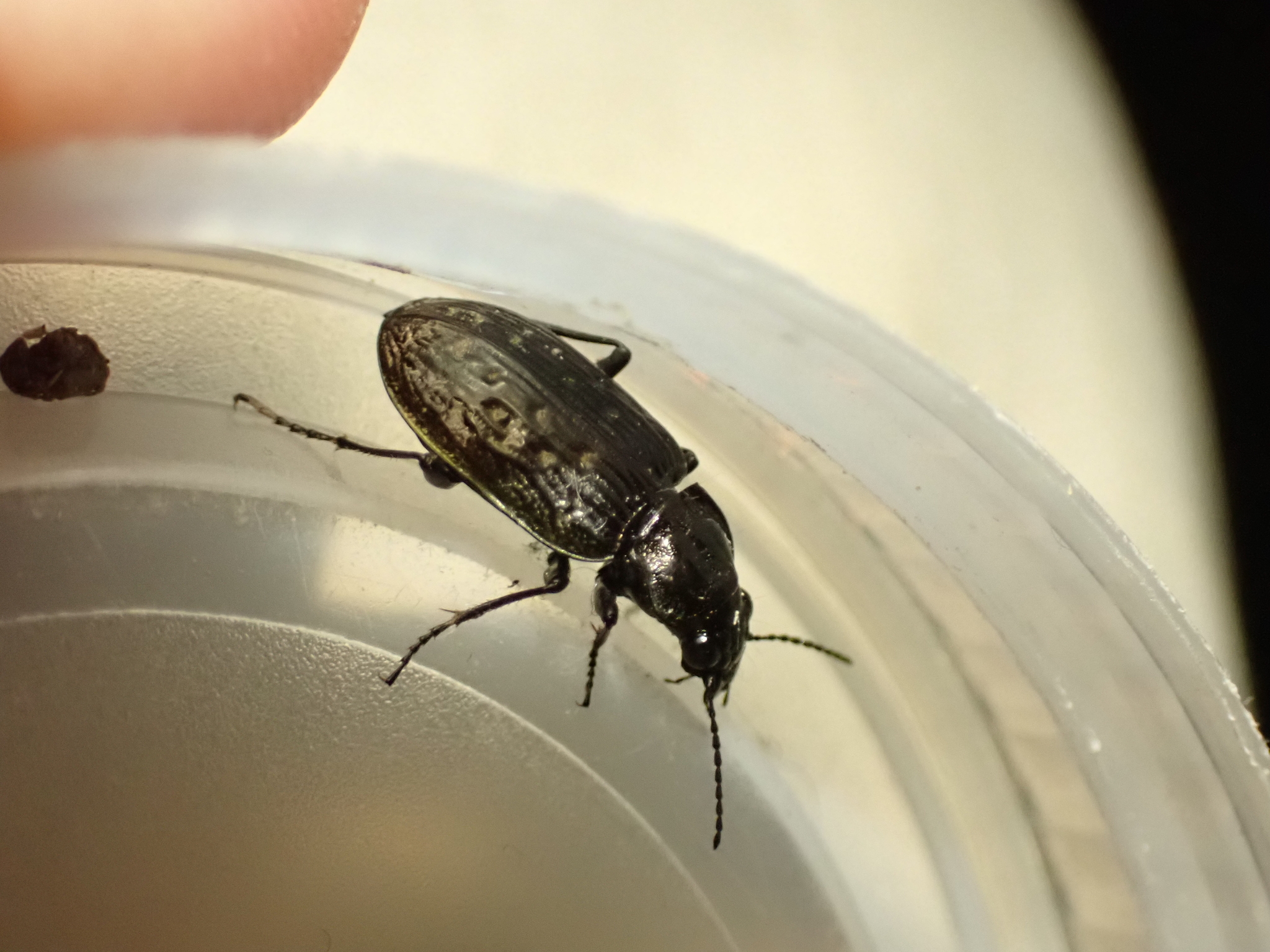 Blethisa multipunctata (Linnaeus, 1758)