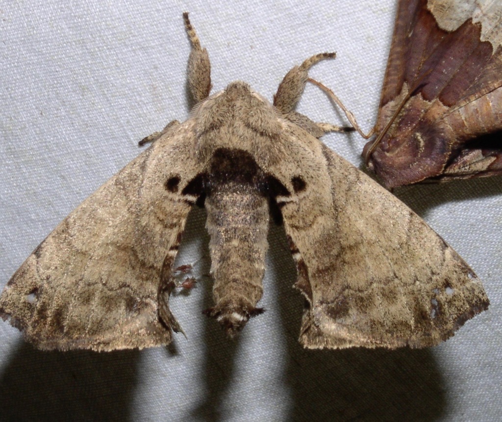 Apatelodes adrastia from Cartago Province, Turrialba, Costa Rica on ...