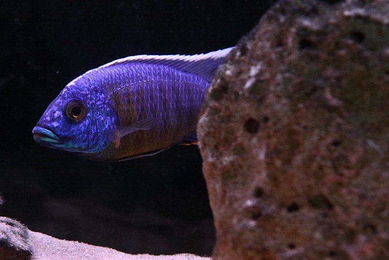 Emperor Peacock Cichlid (Aulonocara nyassae) - Marine Life Identification