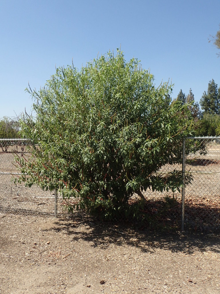 Tropical Pokeweed from West Irvine, Irvine, CA, USA on September 13 ...