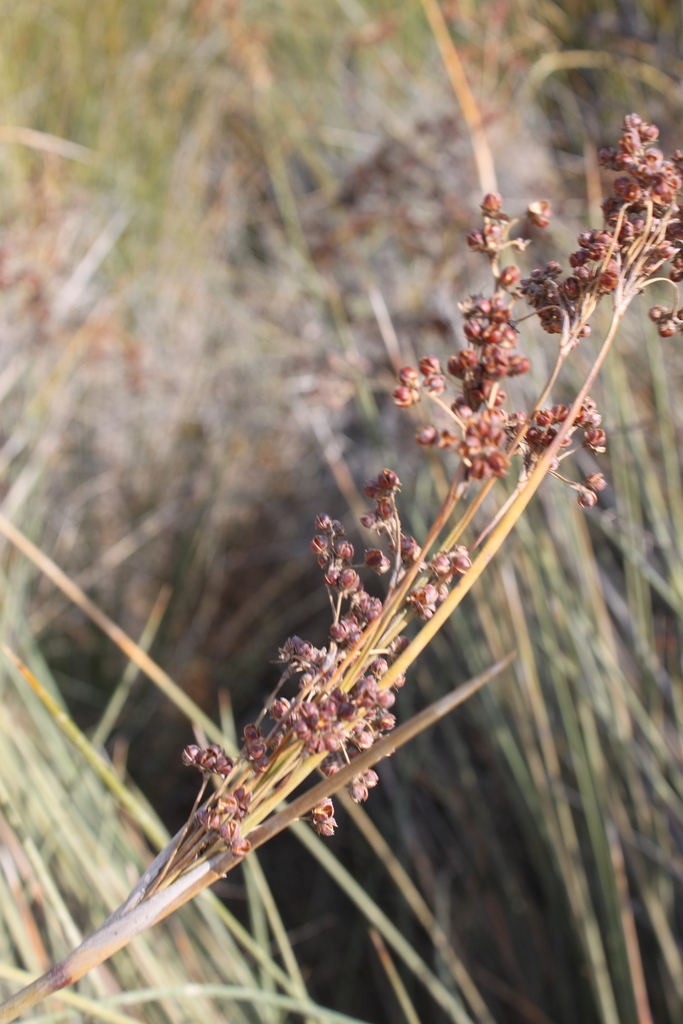 spiny rush from Williston, 8920, South Africa on June 04, 2012 at 10:57 ...