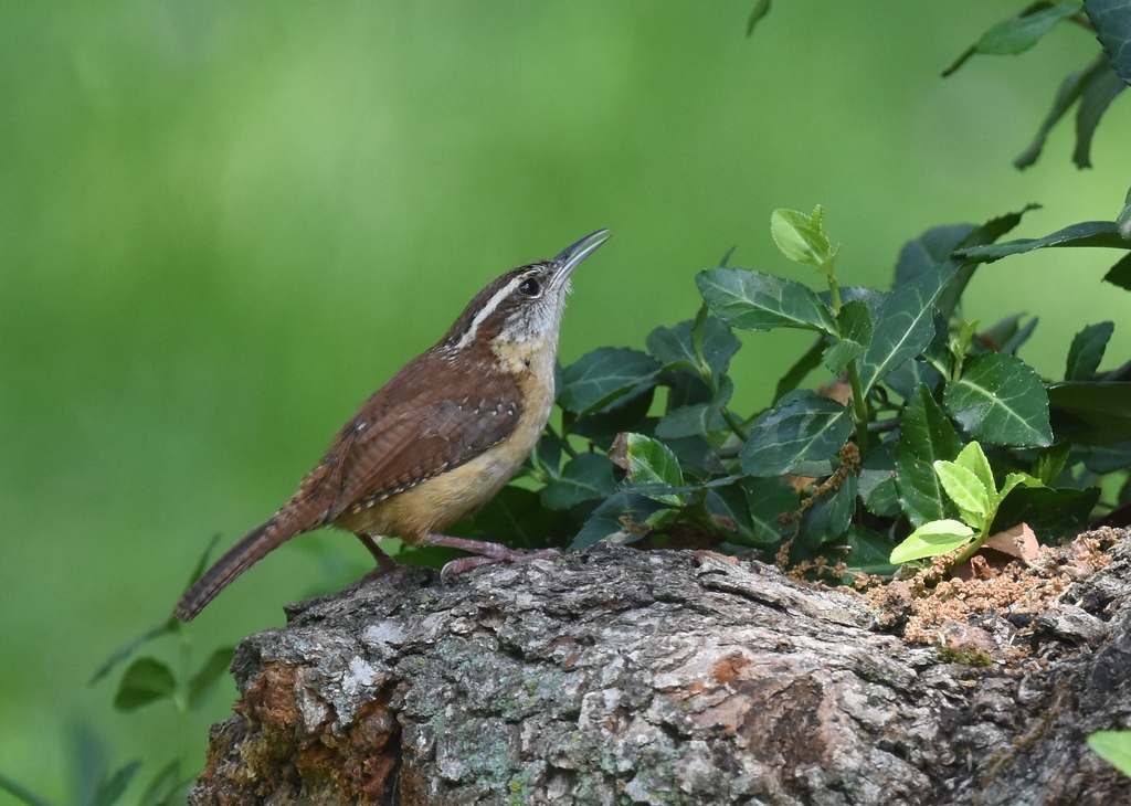 Carolina Wren from 3900 Holly Hills Blvd, St. Louis, MO 63116, USA on ...