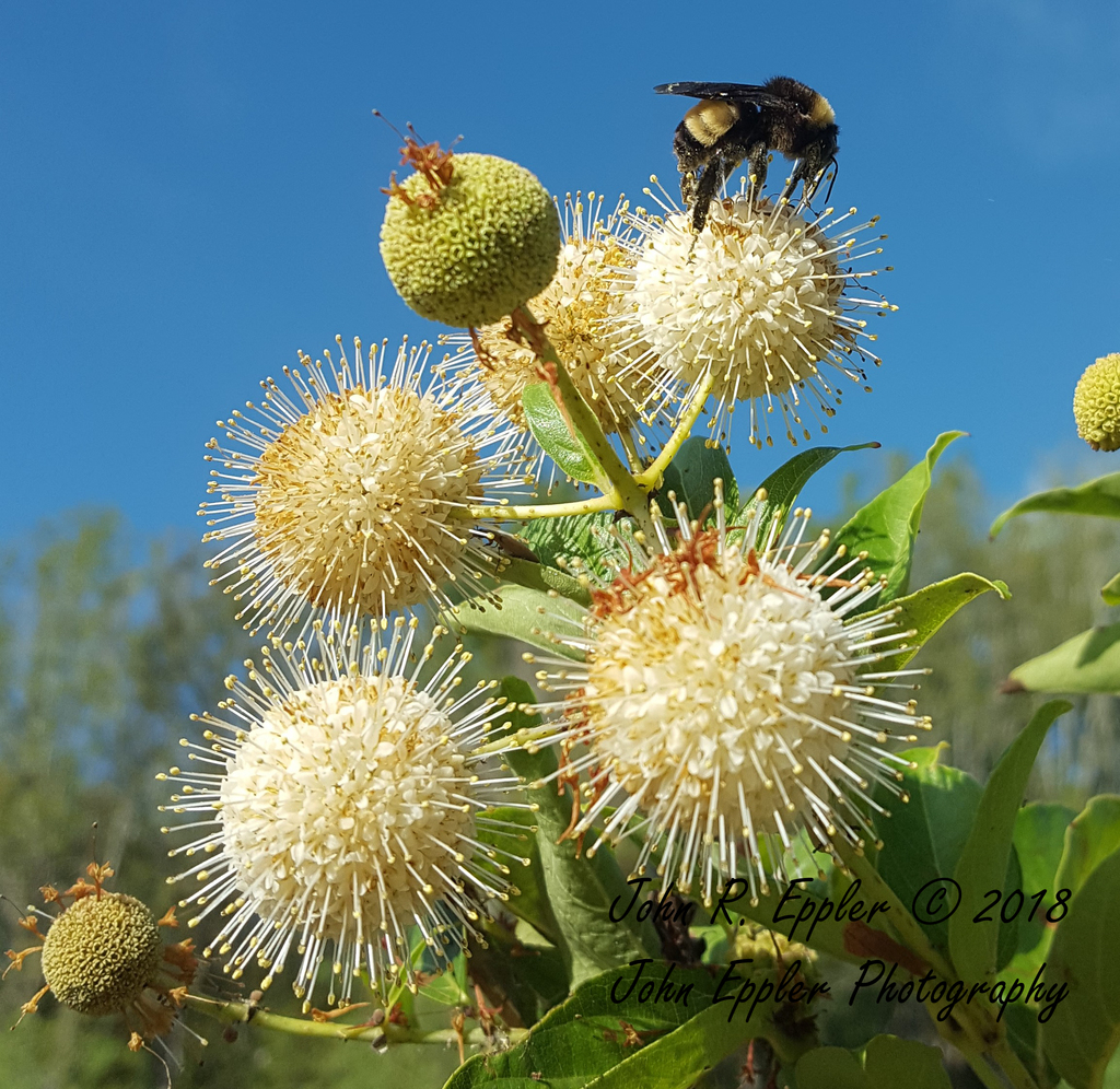 buttonbush from Bastrop County, TX, USA on August 29, 2018 at 09:11 AM ...