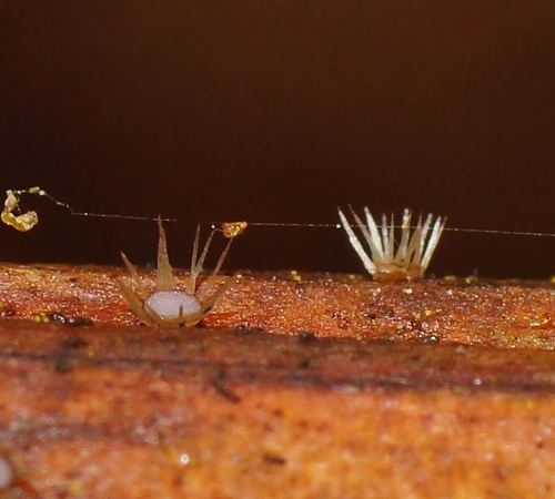 Genus Hispidula · iNaturalist