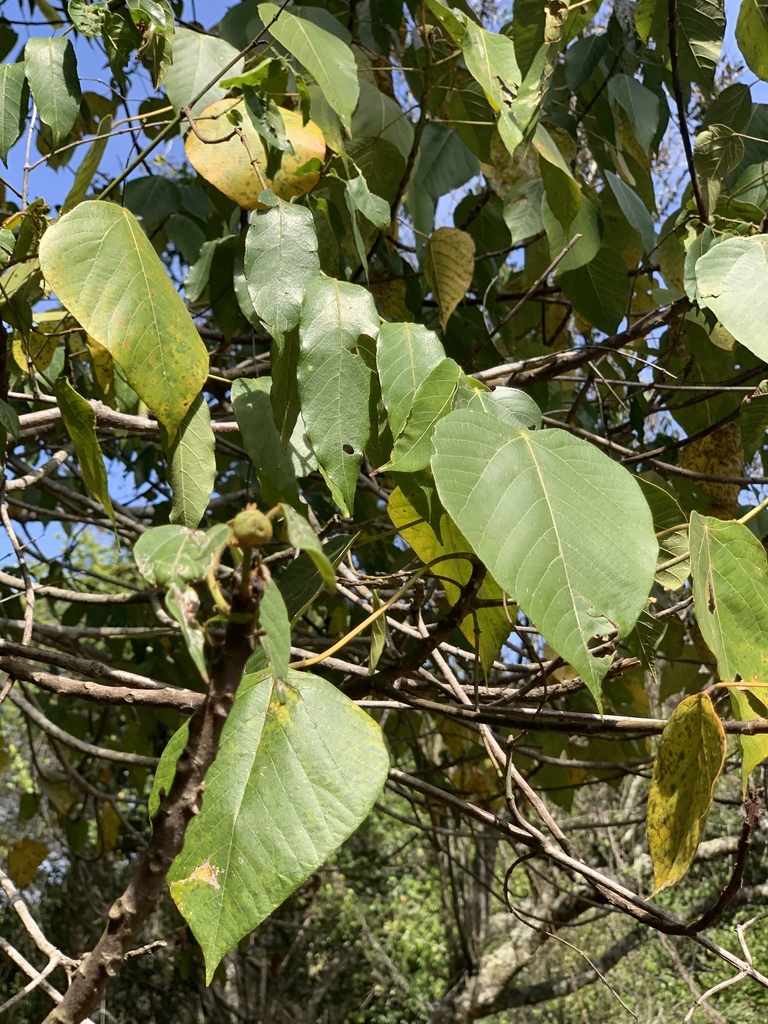 Wild Poplar from EC, ZA on September 13, 2020 at 11:21 AM by Troos van ...