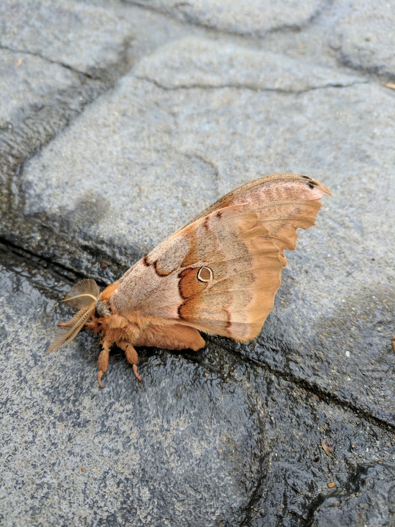 Polyphemus Moth from Cadboro Bay, Victoria, BC, Canada on June 19, 2017 ...