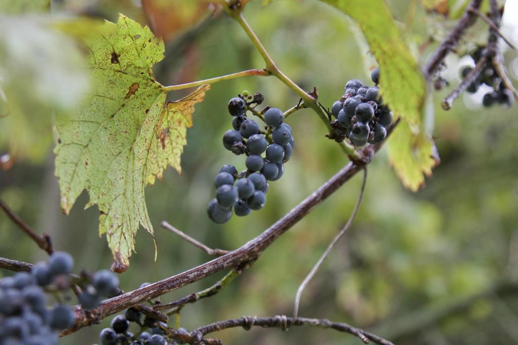 riverbank grape (Vitis riparia) - Botanical Realm