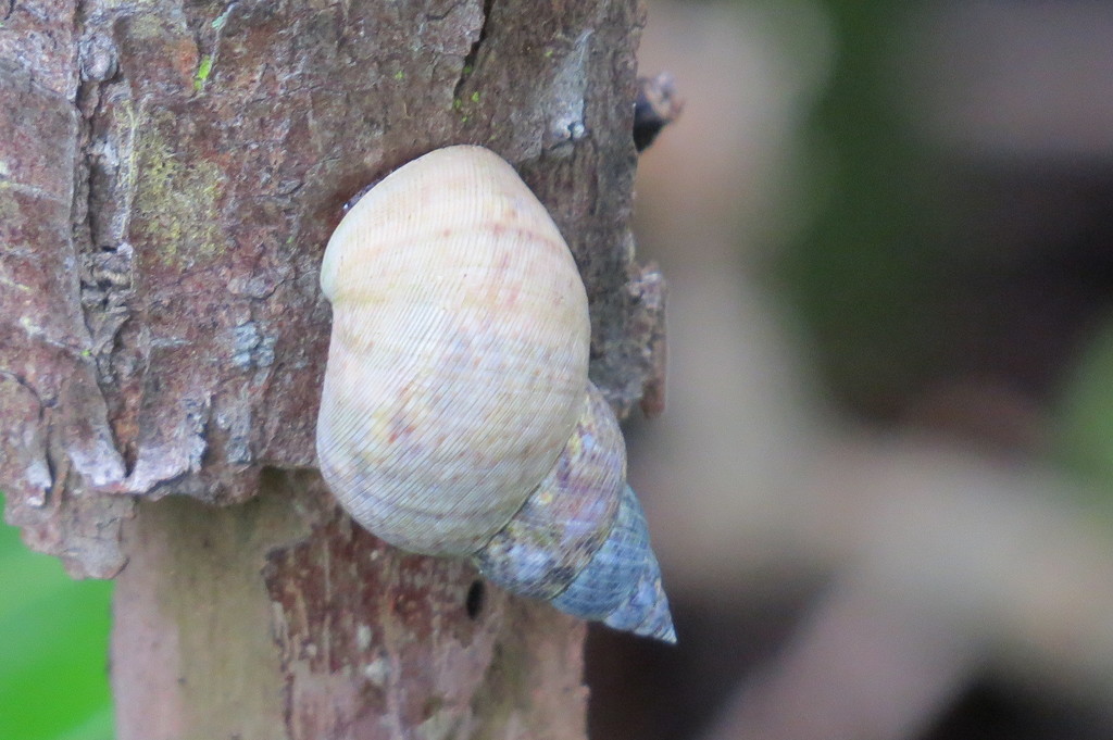 Mangrove Periwinkle from Shell Island Rd, Rookery Bay Preserve, Naples ...