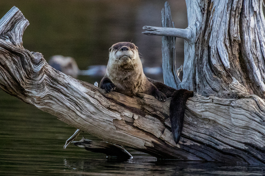 North American River Otter in September 2020 by Chris Petrizzo ...