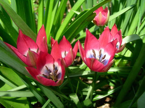 Subsection Humiles · iNaturalist