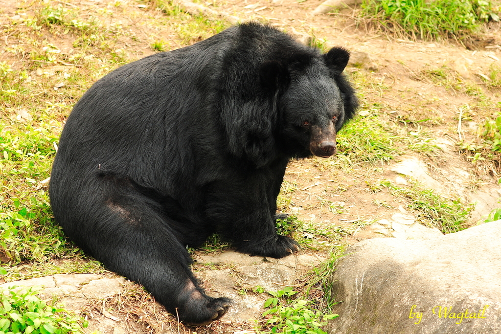 Formosan Black Bear (Ursus thibetanus formosanus) - Know Your Mammals
