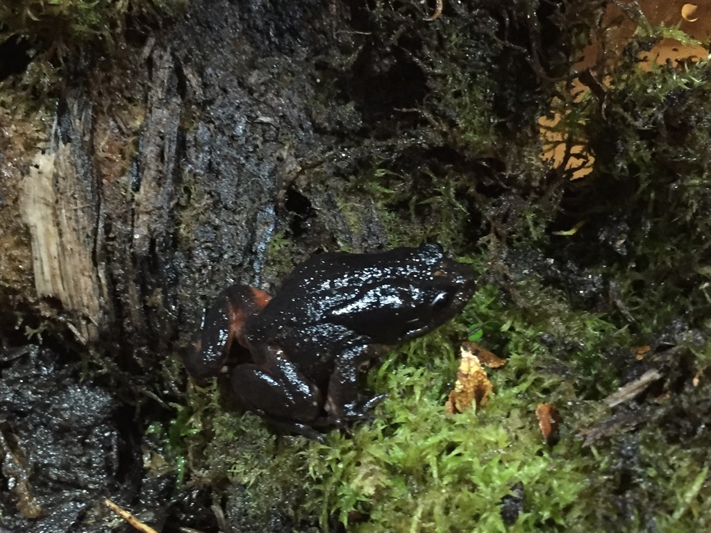 Baw Baw Frog in November 2015 by Alex Wilson · iNaturalist