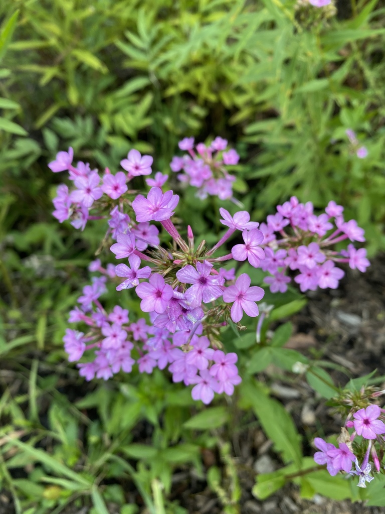 dicots from Young Rd, Stow, OH, US on September 15, 2020 at 03:54 PM by ...