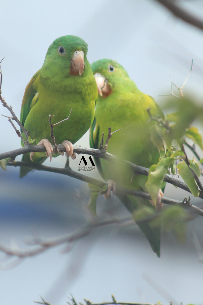 Orange-chinned Parakeet from El Carmen, Panamá on September 9, 2020 at ...