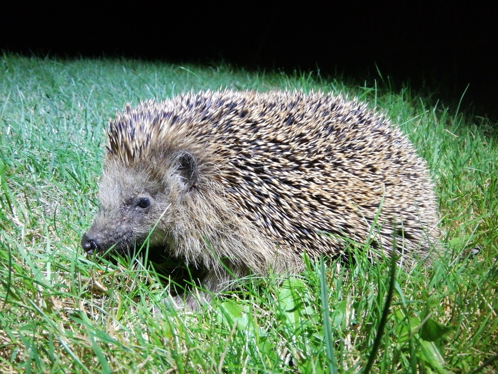 Common Hedgehog (Erinaceus europaeus) - Know Your Mammals