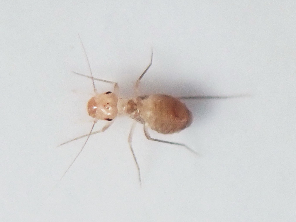 Psyllipsocus ramburii Selys-Longchamps, 1872