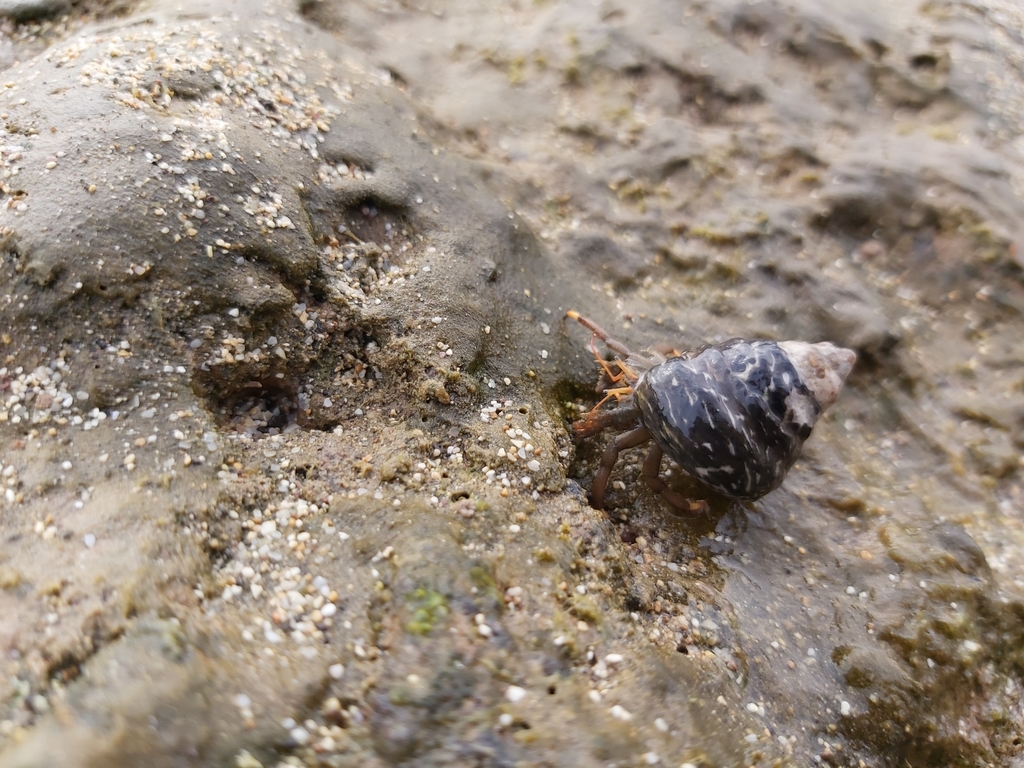 Clibanarius aequabilis (Tenerife Crustaceans) · iNaturalist
