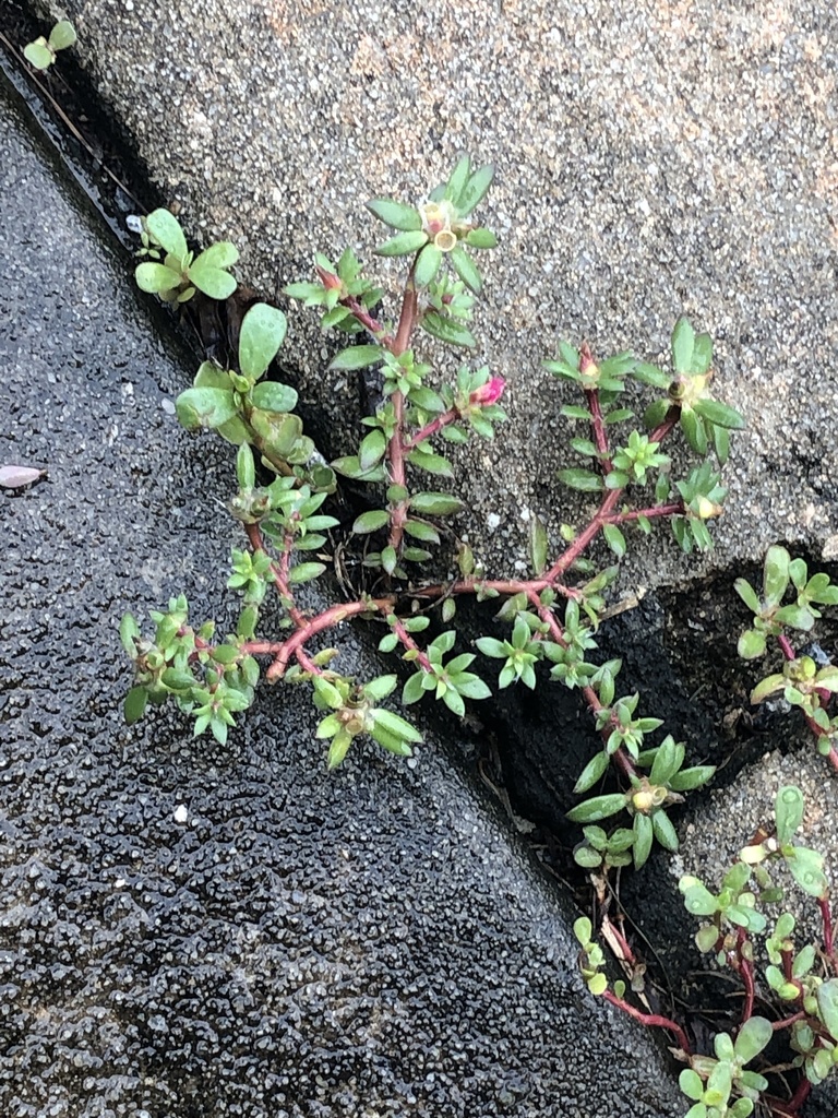 Paraguayan Purslane (Portulaca amilis) - Botanical Realm