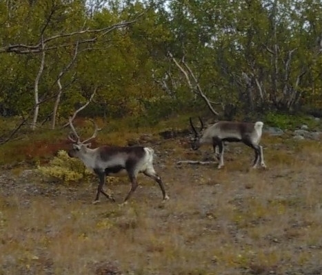 Mountain Reindeer (Rangifer tarandus tarandus) - Know Your Mammals