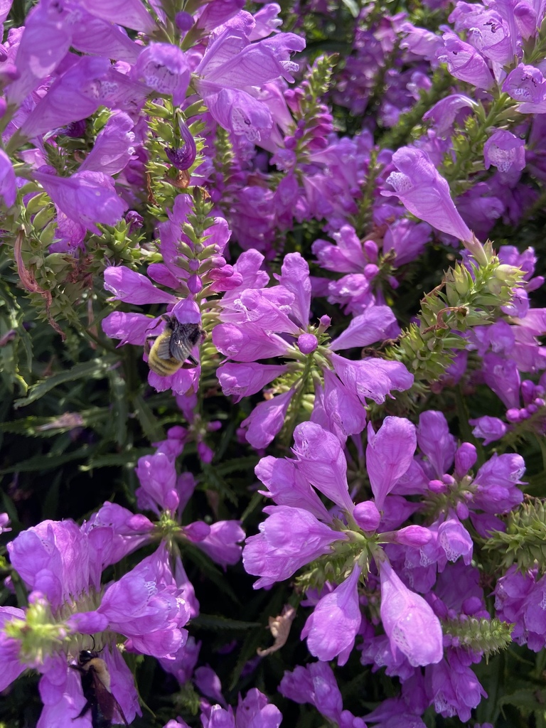 American Bumble Bee from Olivet Nazarene University, Bourbonnais, IL ...