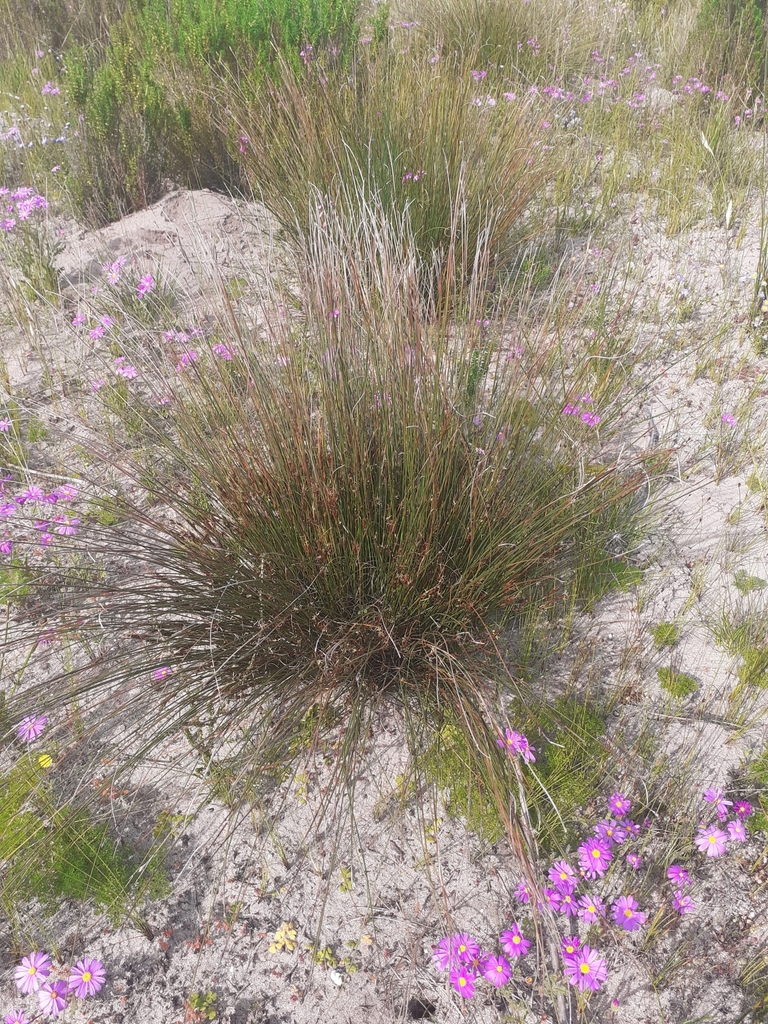 Sand Veldrush from Overstrand Local Municipality, South Africa on ...
