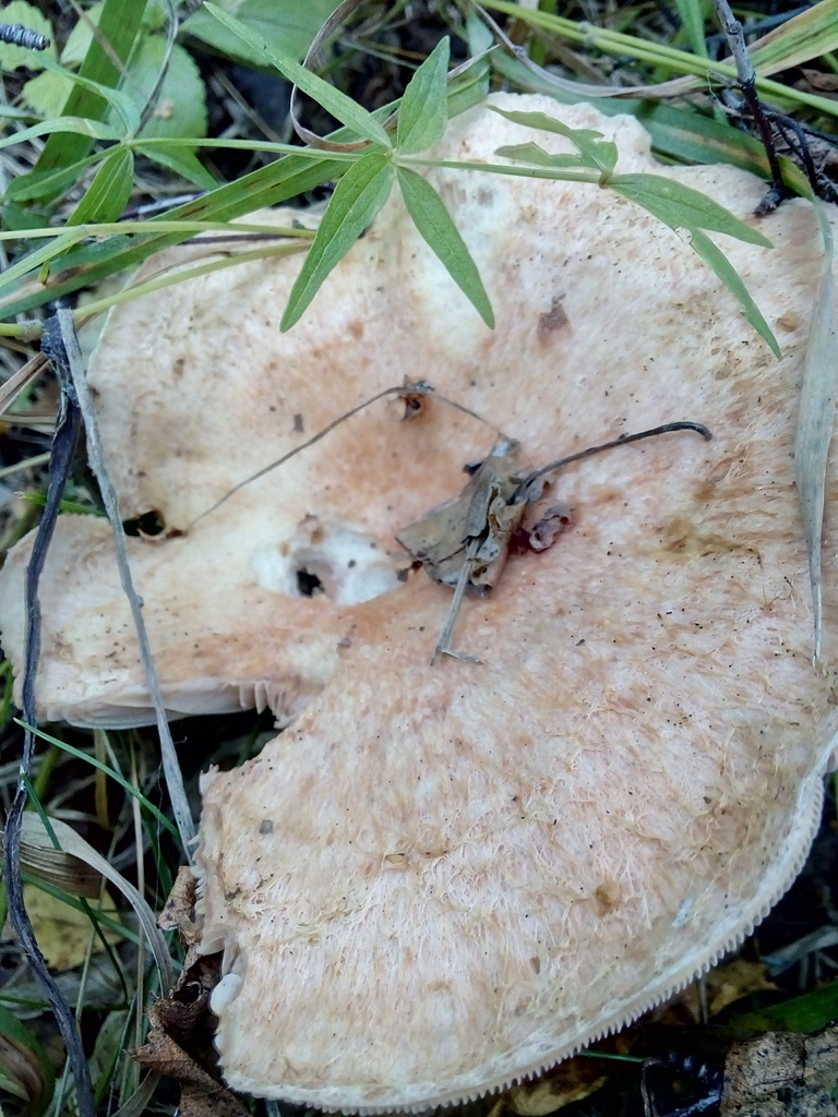 Downy milk cap from г. Березовский, Свердловская обл., Россия on ...