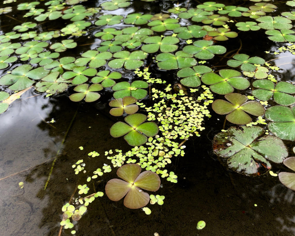 clover fern from Ithaca, NY, USA on September 12, 2020 at 12:02 PM by ...