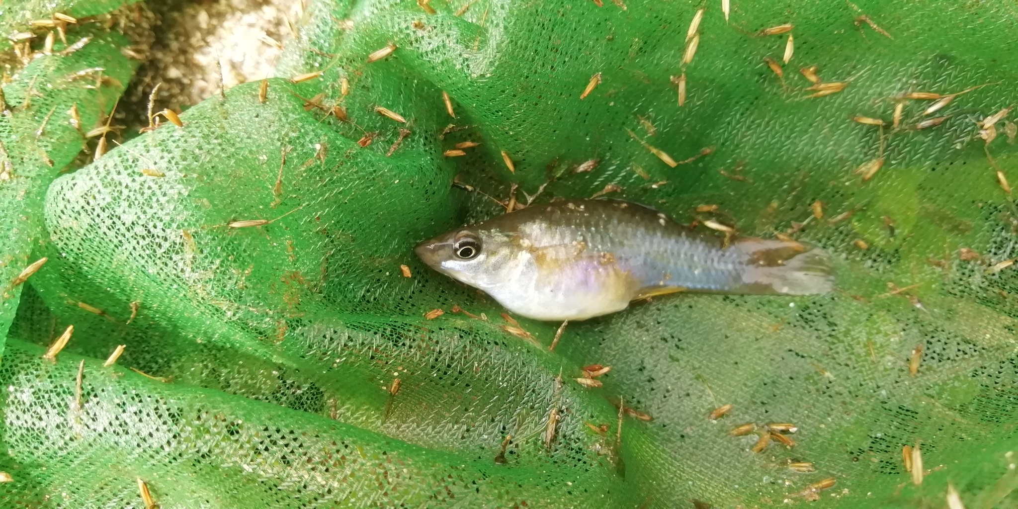 Poecilia gillii (Kner, 1863)