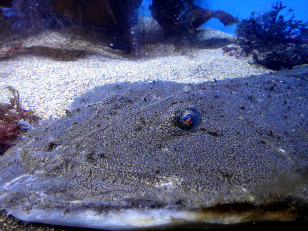 American Monkfish (Saltwater Fish of Massachusetts) · iNaturalist