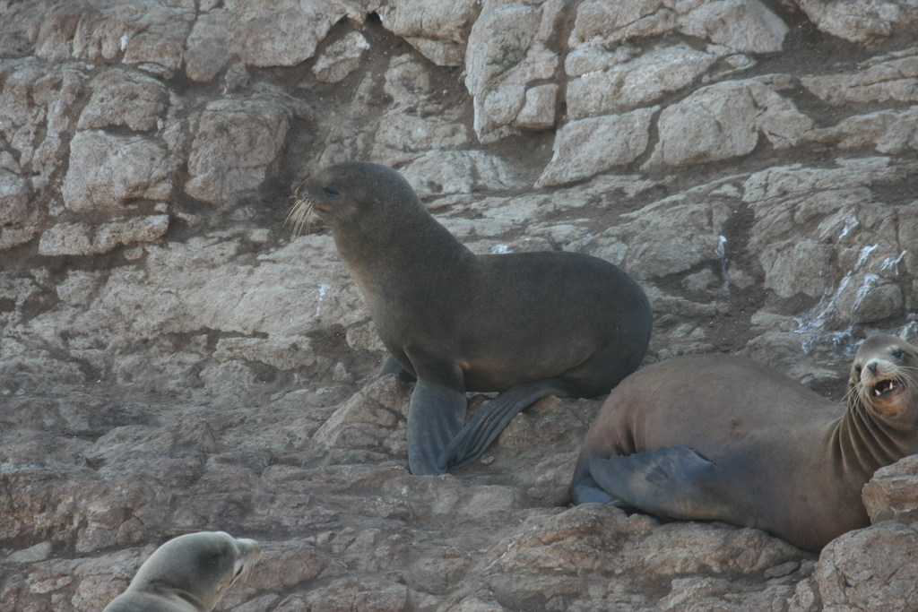 Northern Fur Seal in October 2010 by Oscar Johnson · iNaturalist