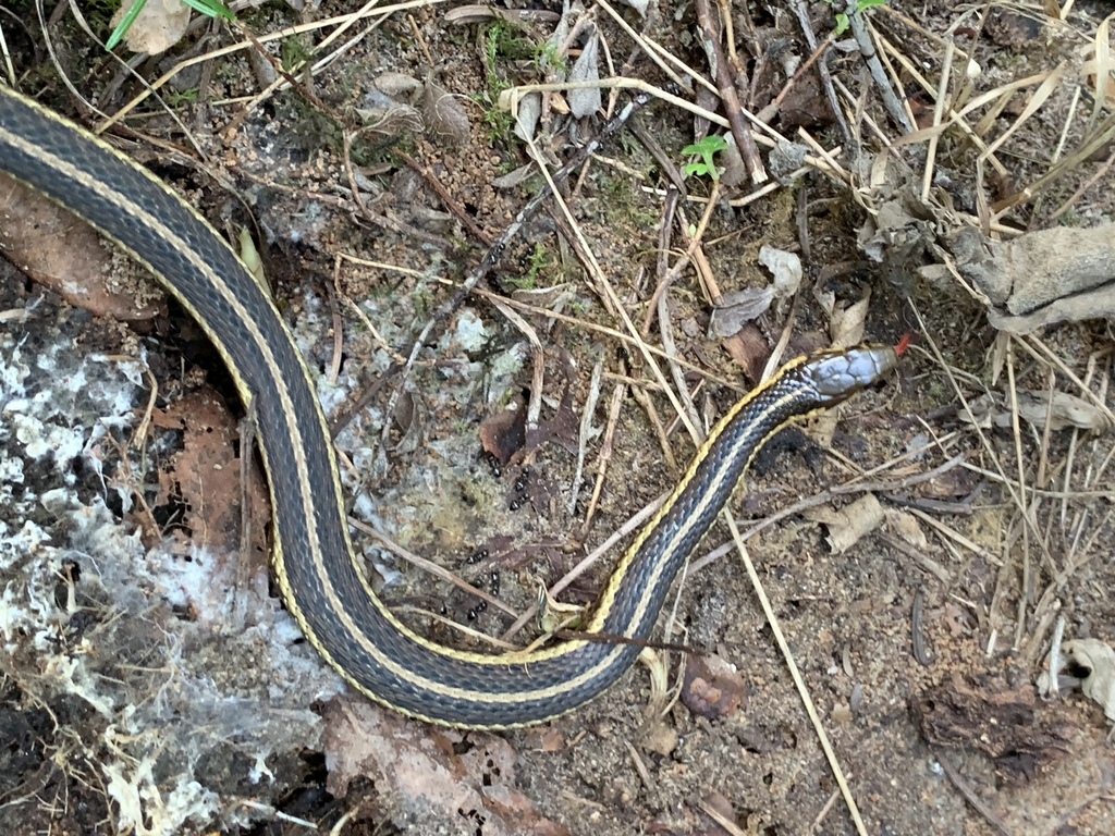 Butler's Garter Snake from Thompson's Harbor State Park, Presque Isle ...