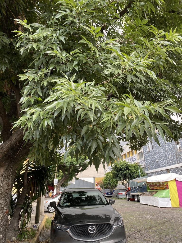 Shamel Ash from Calle Cuauhtémoc, Mexico City, CDMX, MX on September 15 ...