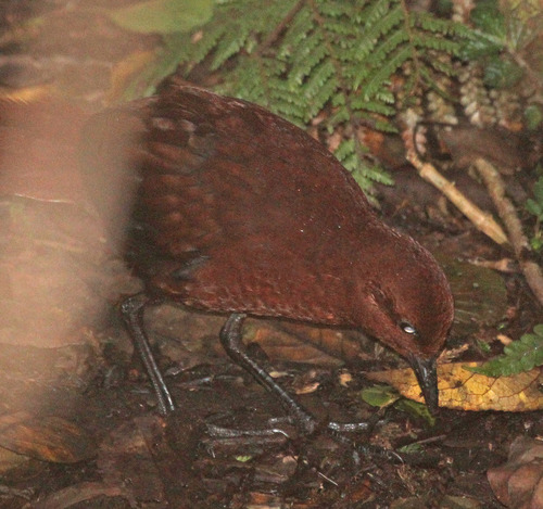 Rallina rubra · NaturaLista Colombia