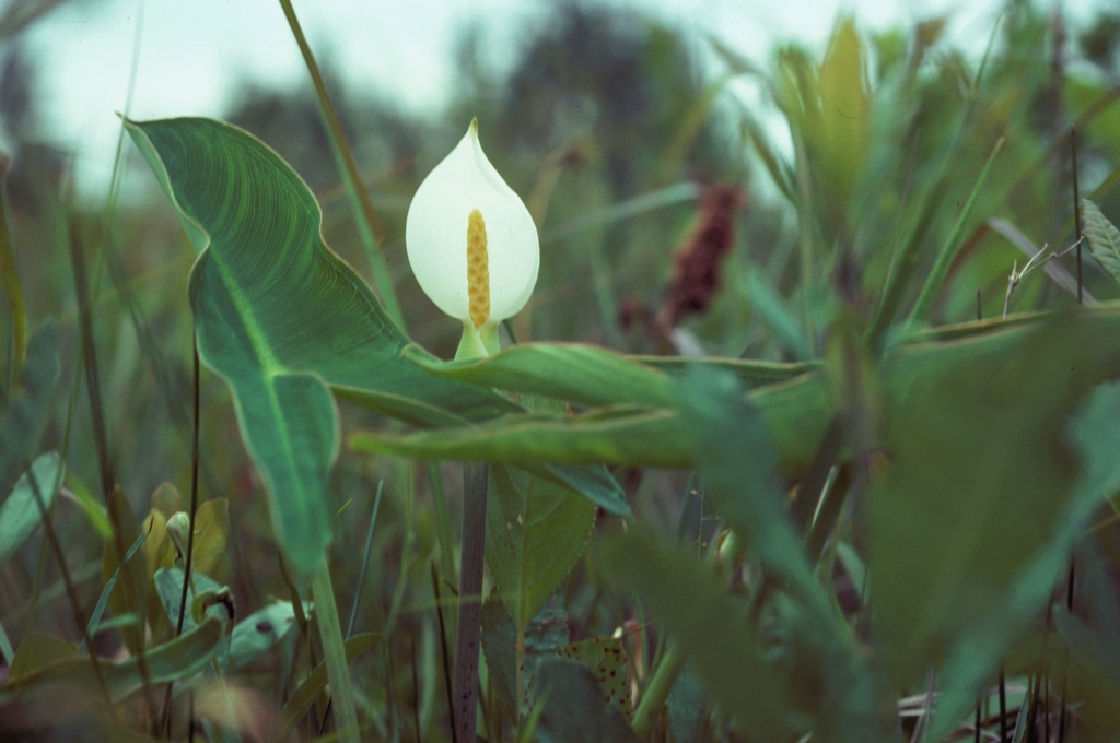 white arrow arum in August 1977 by Herb Wilson · iNaturalist