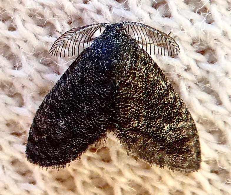 Planthopper Parasite Moth (Common Moth and Butterflies of Indiana ...