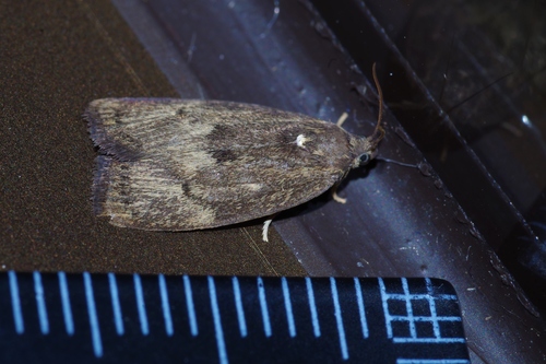 Imma monocosma · iNaturalist United Kingdom