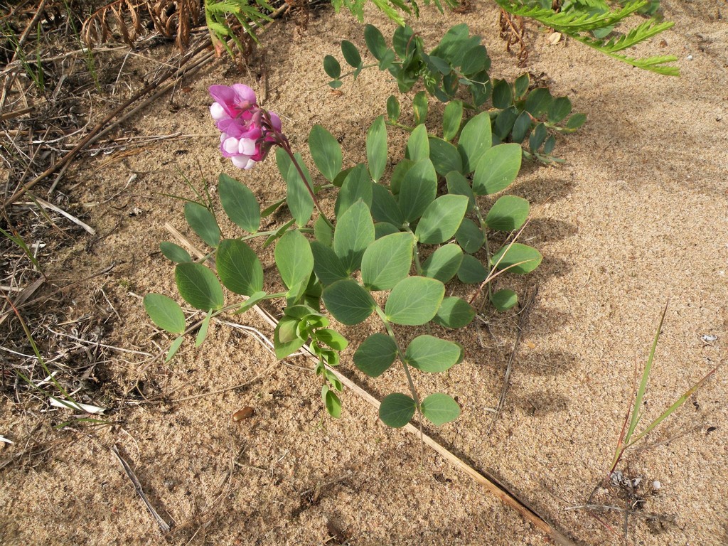 Beach Pea (Lathyrus japonicus maritimus) - Botanical Realm