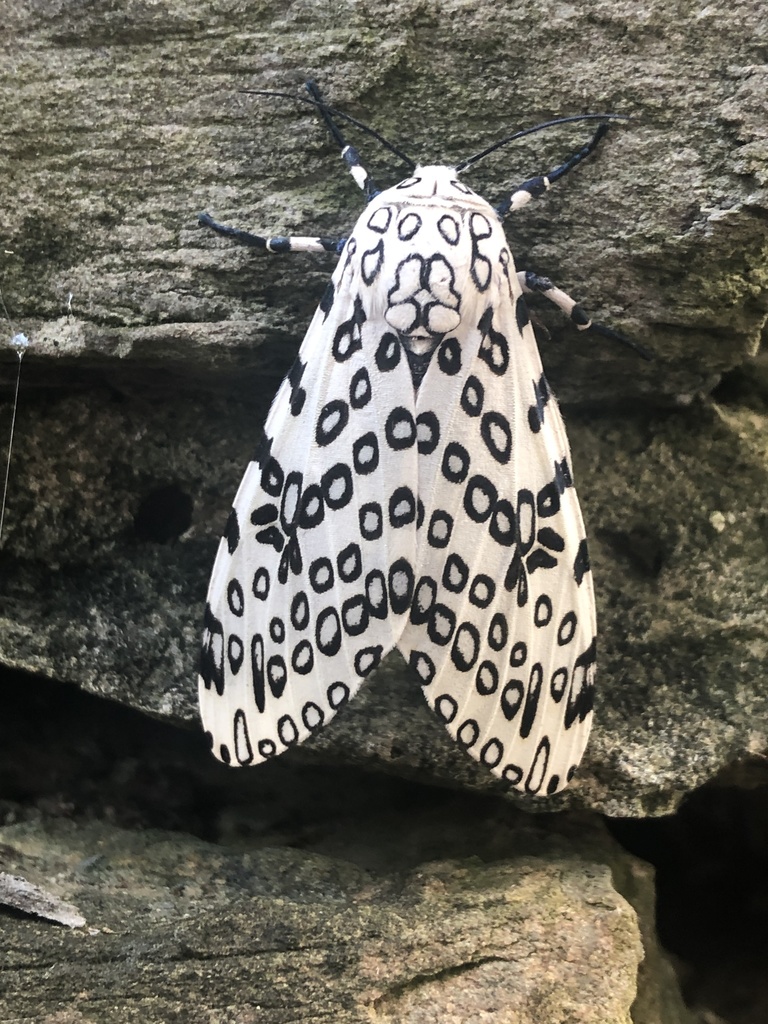 Giant Leopard Moth from Jacksons View Rd, Nashville, TN, US on ...
