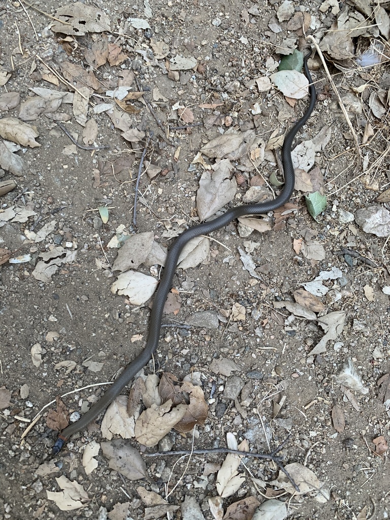 Ring-necked Snake from Lower Arroyo Park, Pasadena, CA, US on September ...