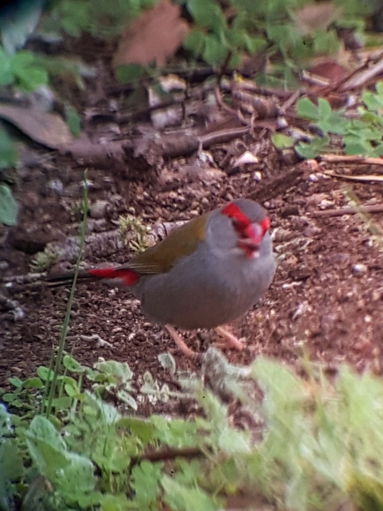 Red-browed Finch in September 2020 by eliap · iNaturalist