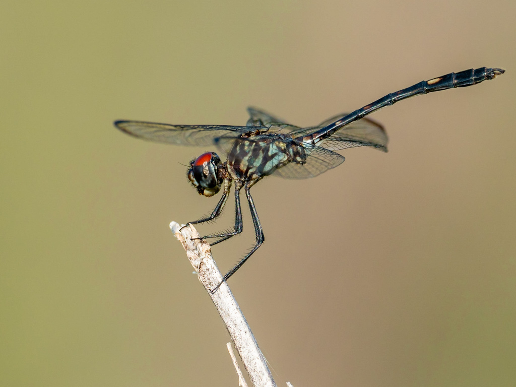 Swift Setwing from Commons Ford Ranch Metropolitan Park, Austin, TX, US ...