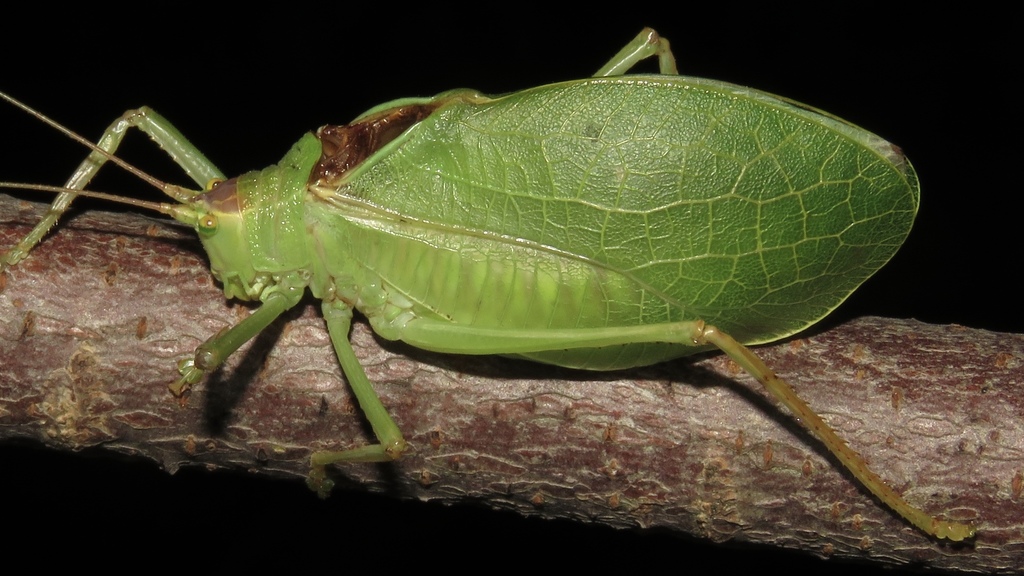 Common True Katydid from Georgetown, Halton Hills, ON, Canada on ...