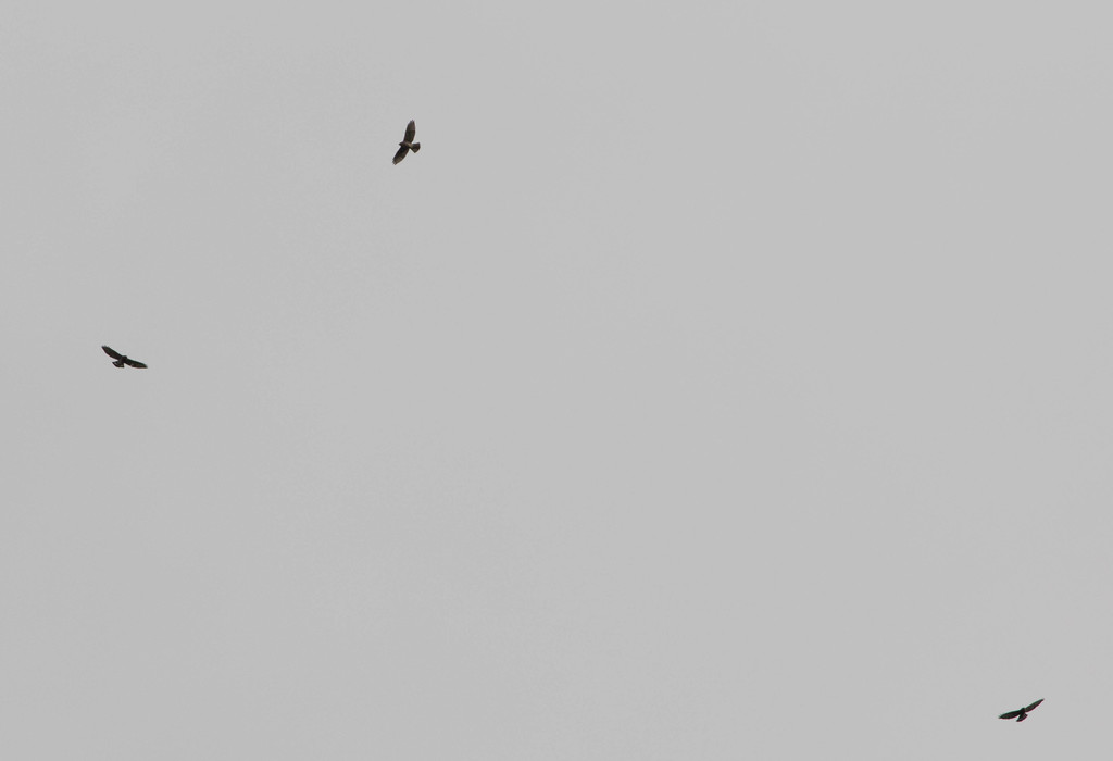 Broad-winged Hawk from Craig, Virginia, Appalachian National Scenic ...
