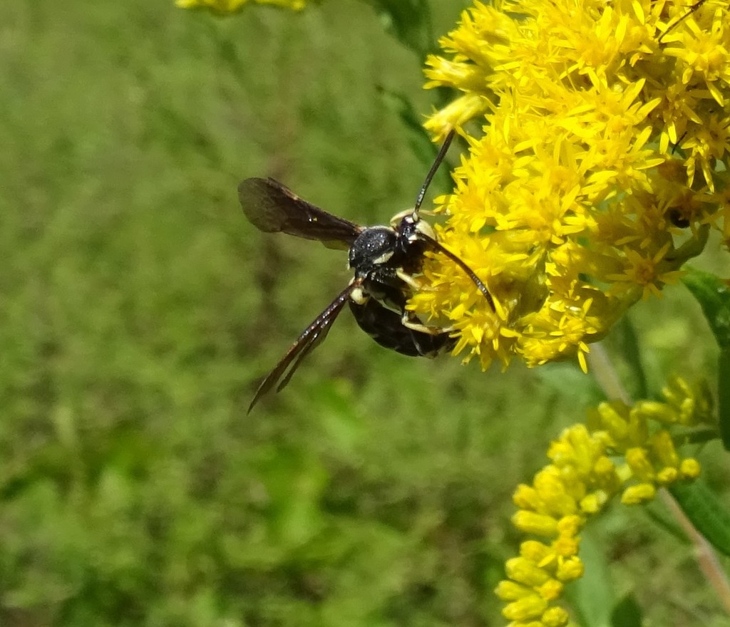 Metopius from Essex County, ON, Canada on September 11, 2020 at 01:33 ...