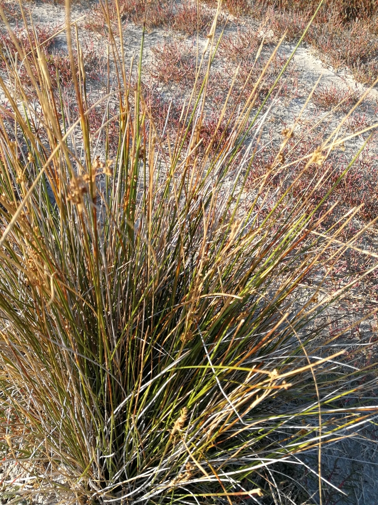 Sea Rush from Межводное on September 14, 2020 at 05:04 PM by e_plant ...